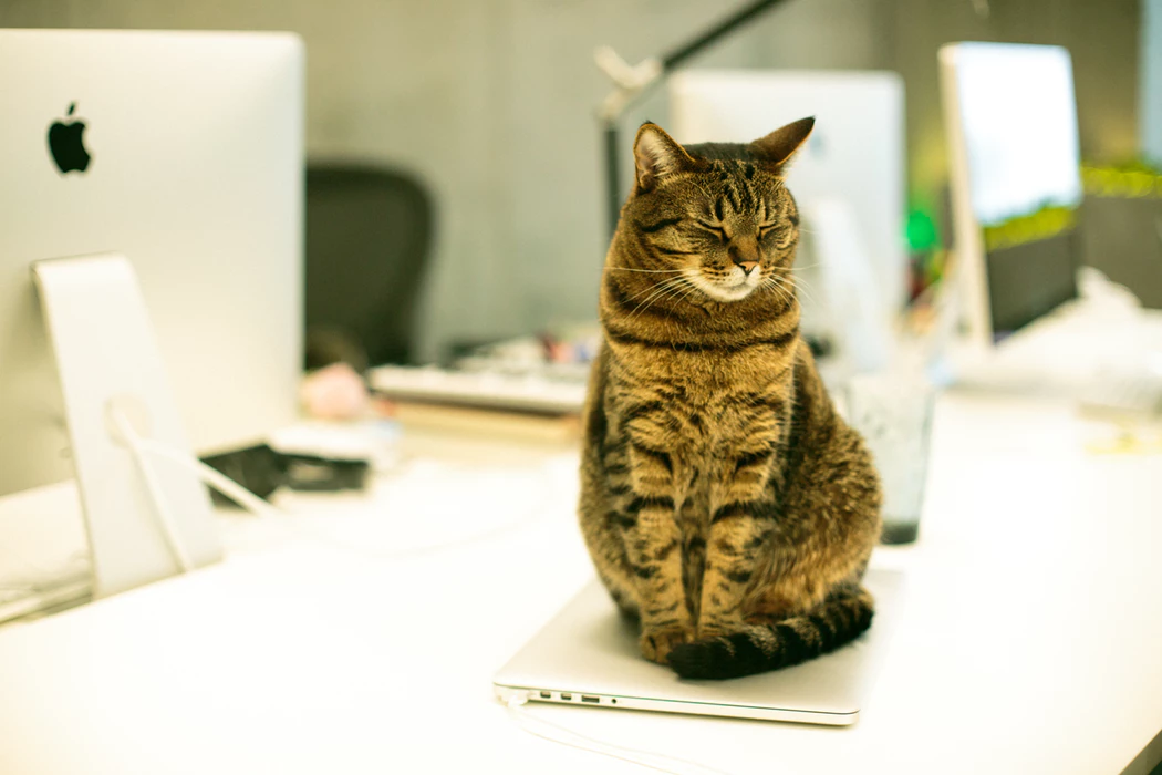 The Benefits Of Office Pets And Why You Should Have One - Bond Collective